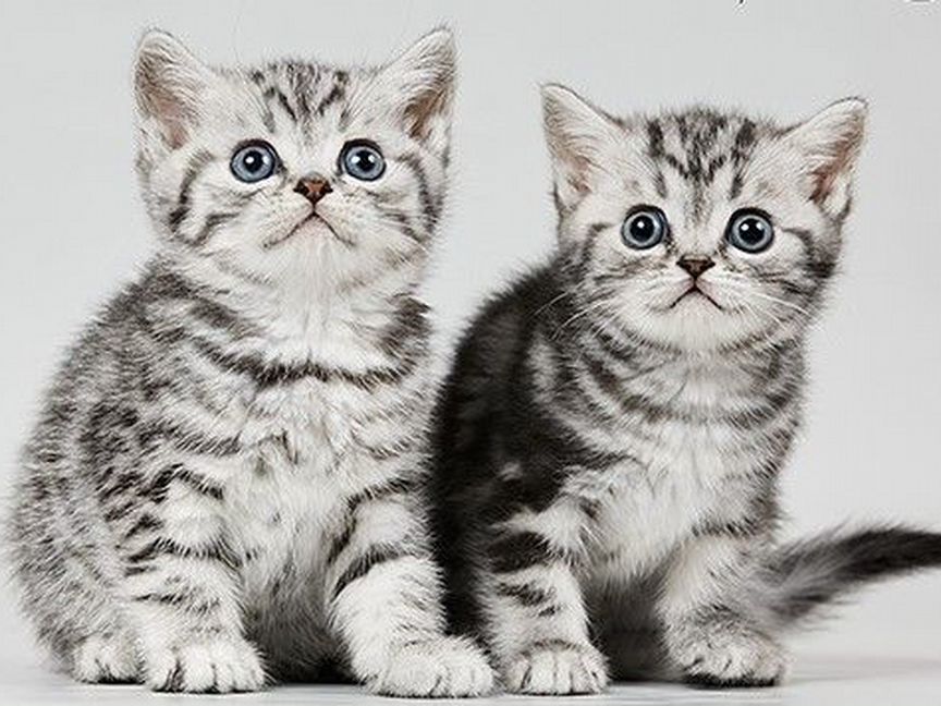 Британские котята вискас