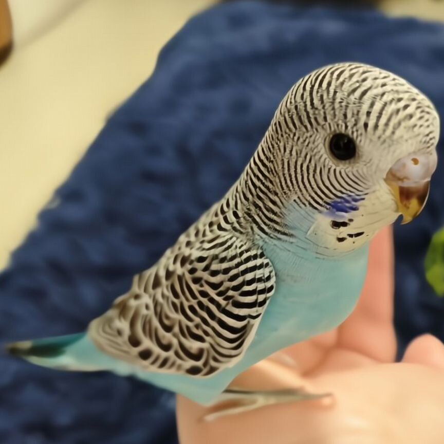 Самые ручные птенчики волнистого попугая