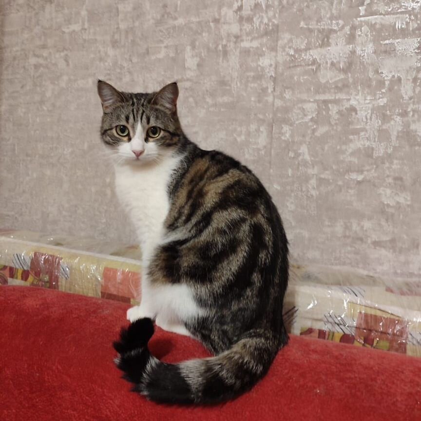 Котик ищет дом