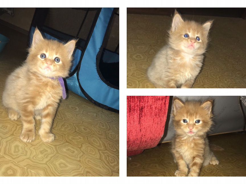 Котята мейн-кун