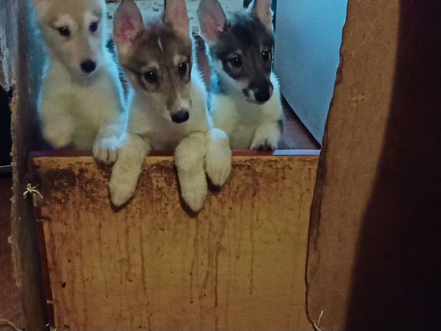 Щенки западно-сибирской лайки