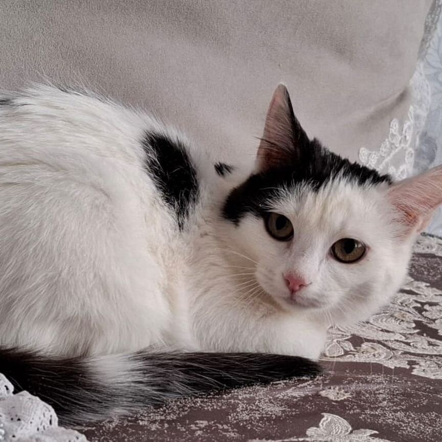 Ласковая котёнок-девочка в поисках Человека