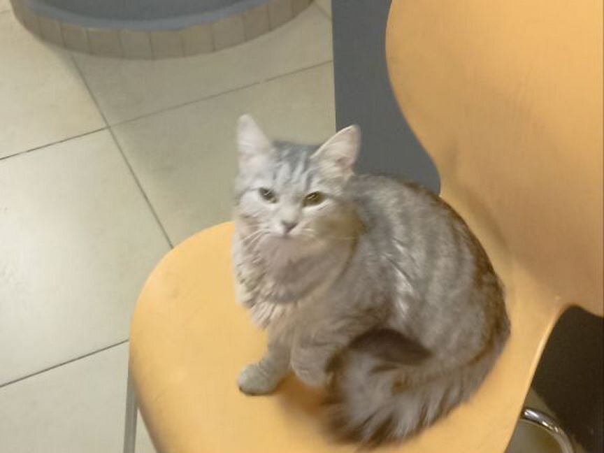 Молодая кошка с котенком. (который родился вчера)