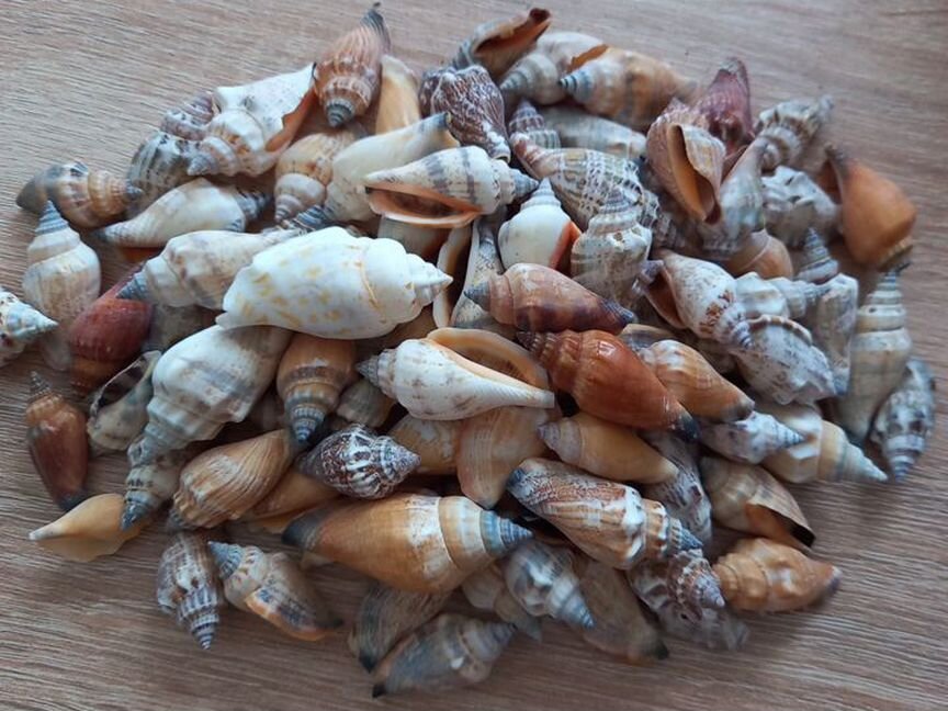 Морские ракушки