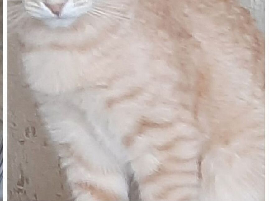 Метис сибирской кошки и донского сфинкса