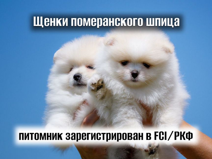 Померанский шпиц. Щенок 01.01.24