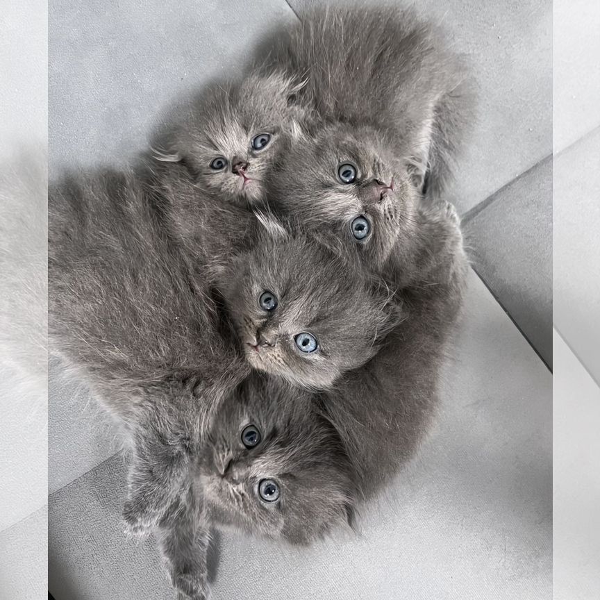 Шотландский вислоухий длинношёрстный котёнок