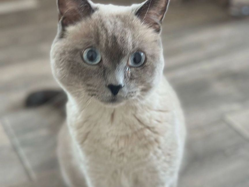 Кошечка Британи, ей 3 года