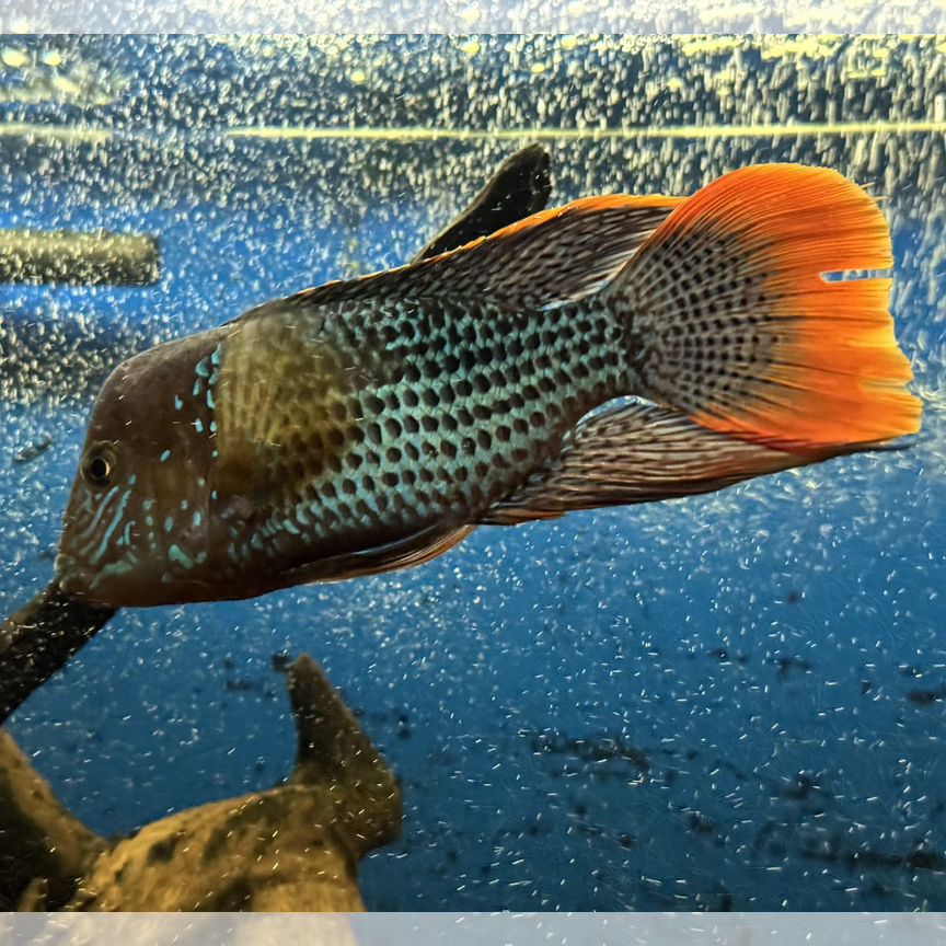 Акара бирюзовая самец