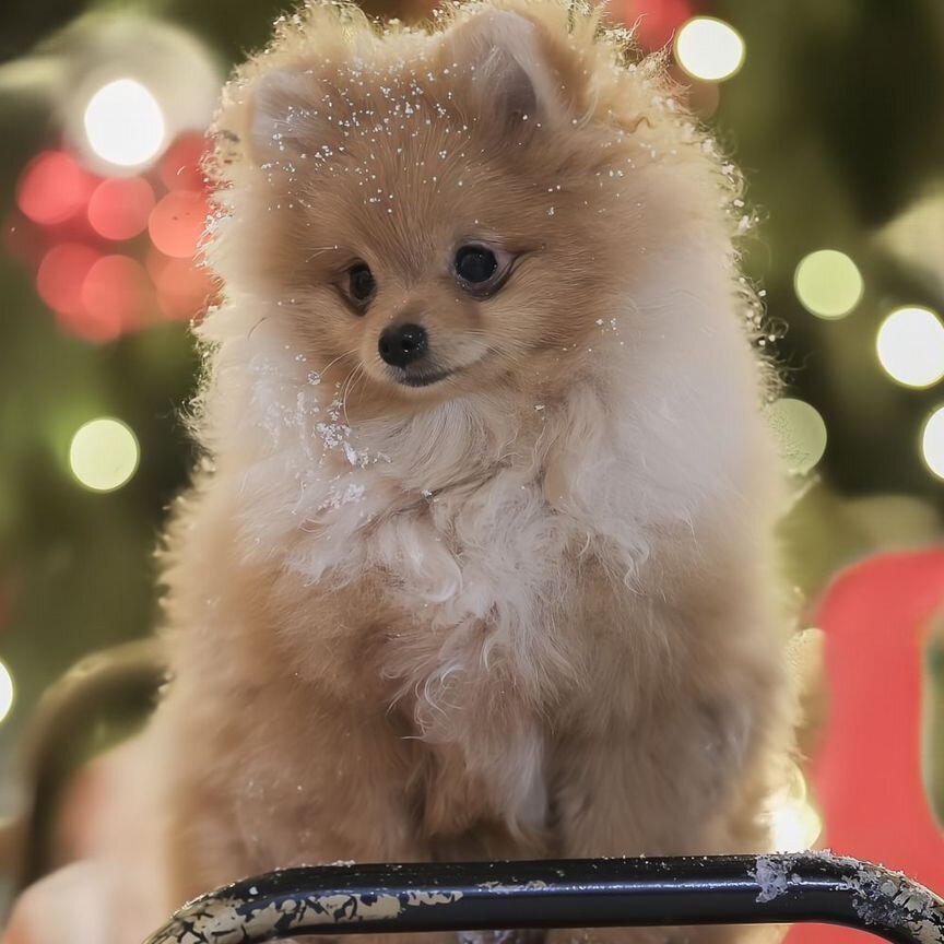 Померанский шпиц, щенок