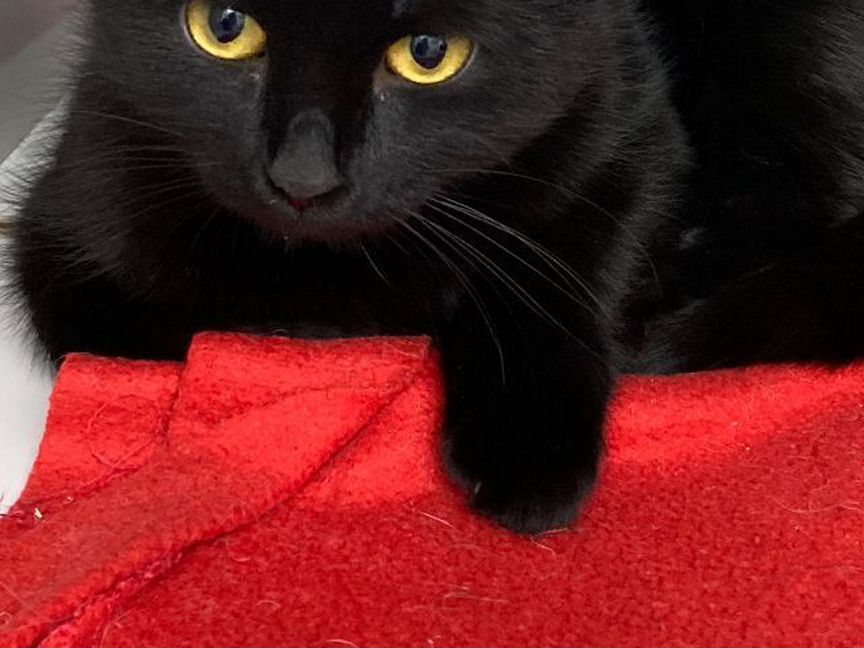 Кошечка-подросток