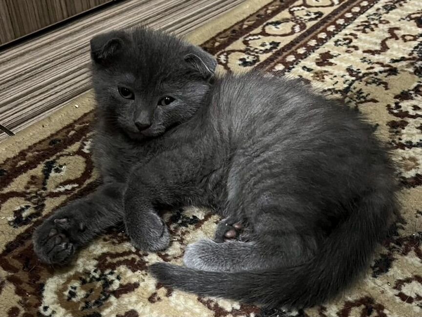 Шотландский вислоухий котенок