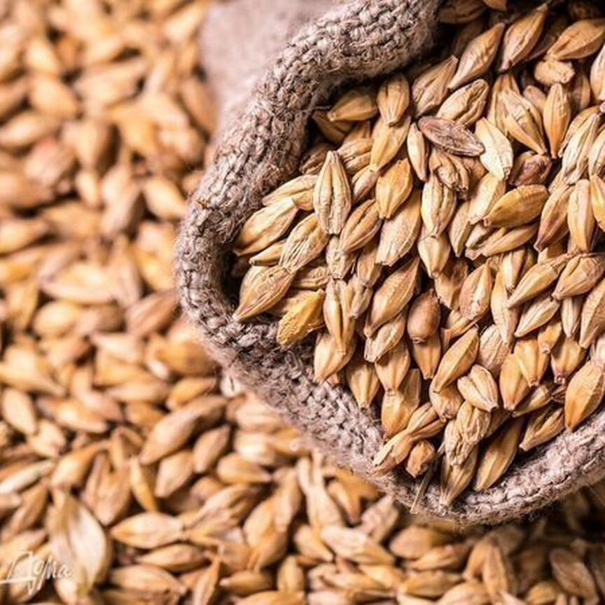 Зерно пшеница ячмень