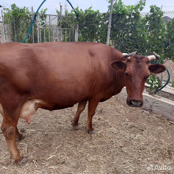 Продам корову