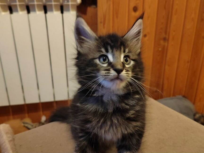 Продаются котята Мейн-Кун