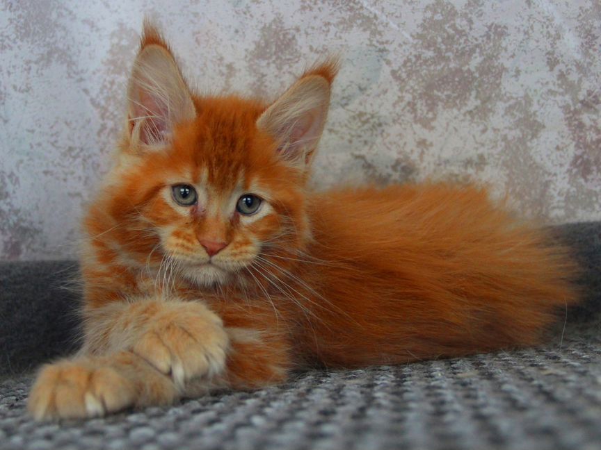 Красные апельсинчики Мейн- кунчики