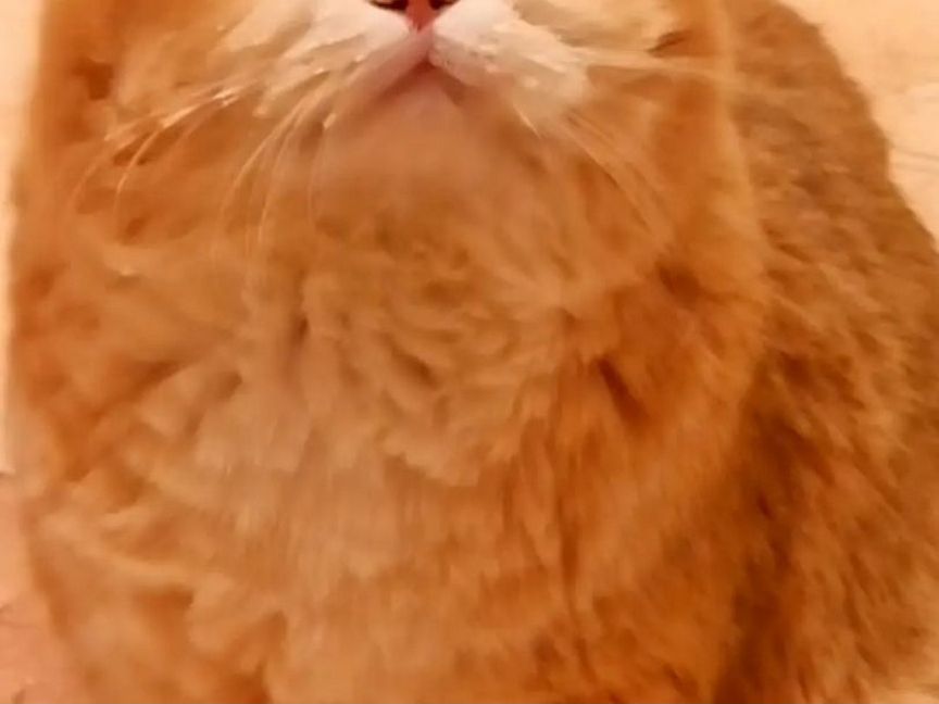 Золотой британец котик BRI ny 12-2 года 2 месяца