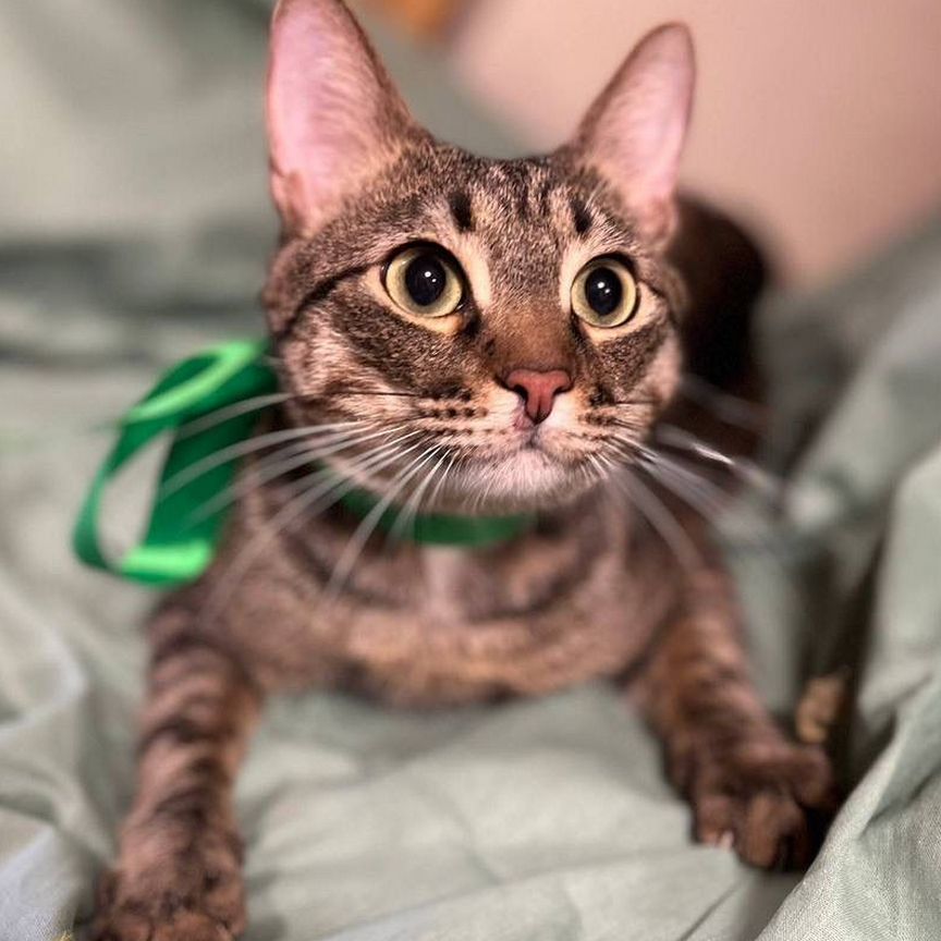 Взрослая, кошка в добрые руки