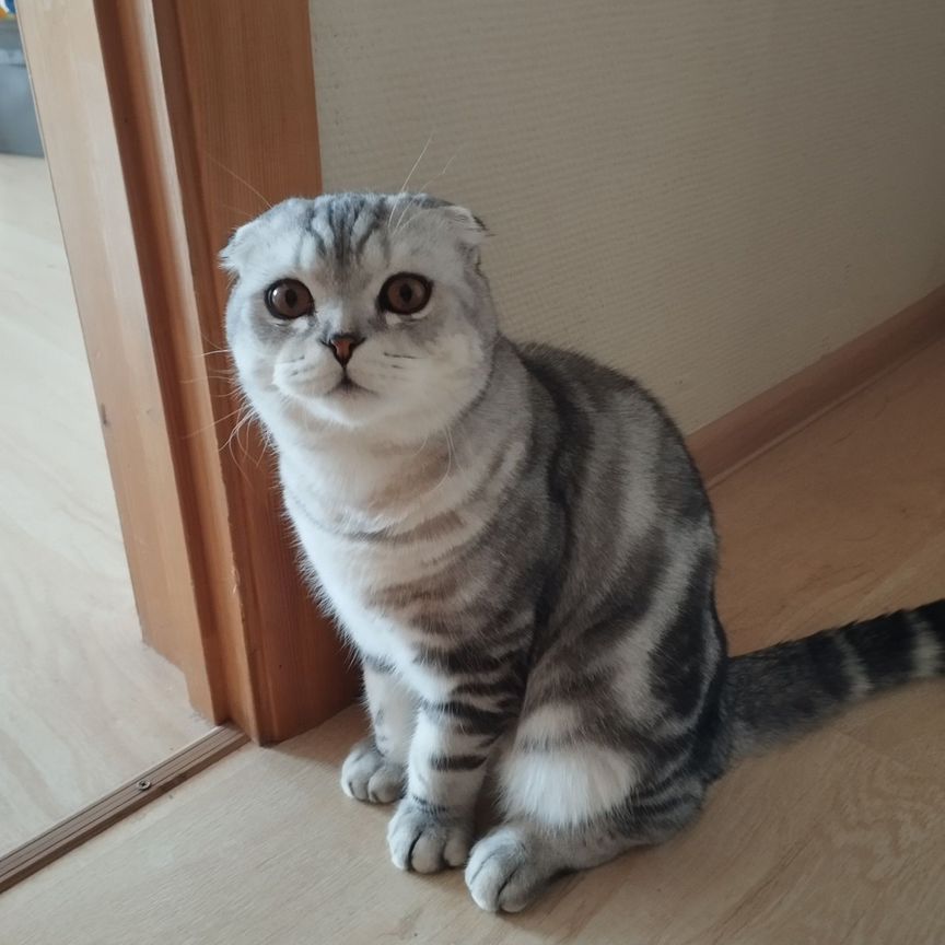 Шотландские вислоухие котики