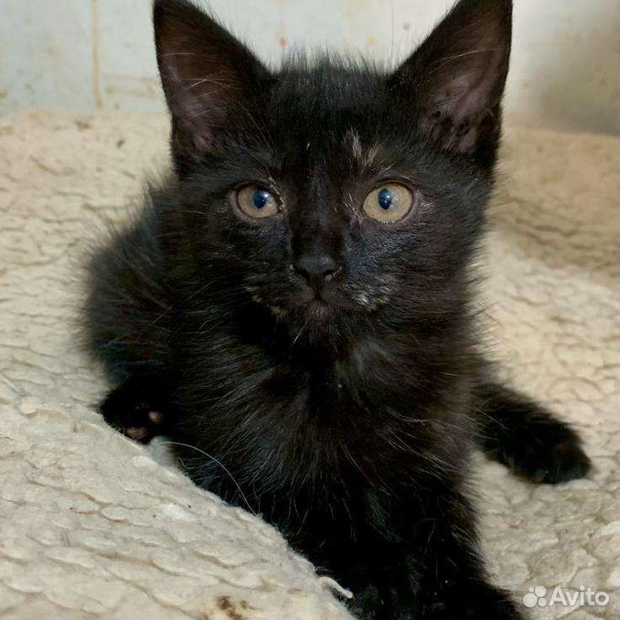 Милый котёнок в добрые руки