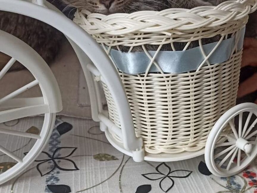 Котята-девочки- в очень ответственную семью