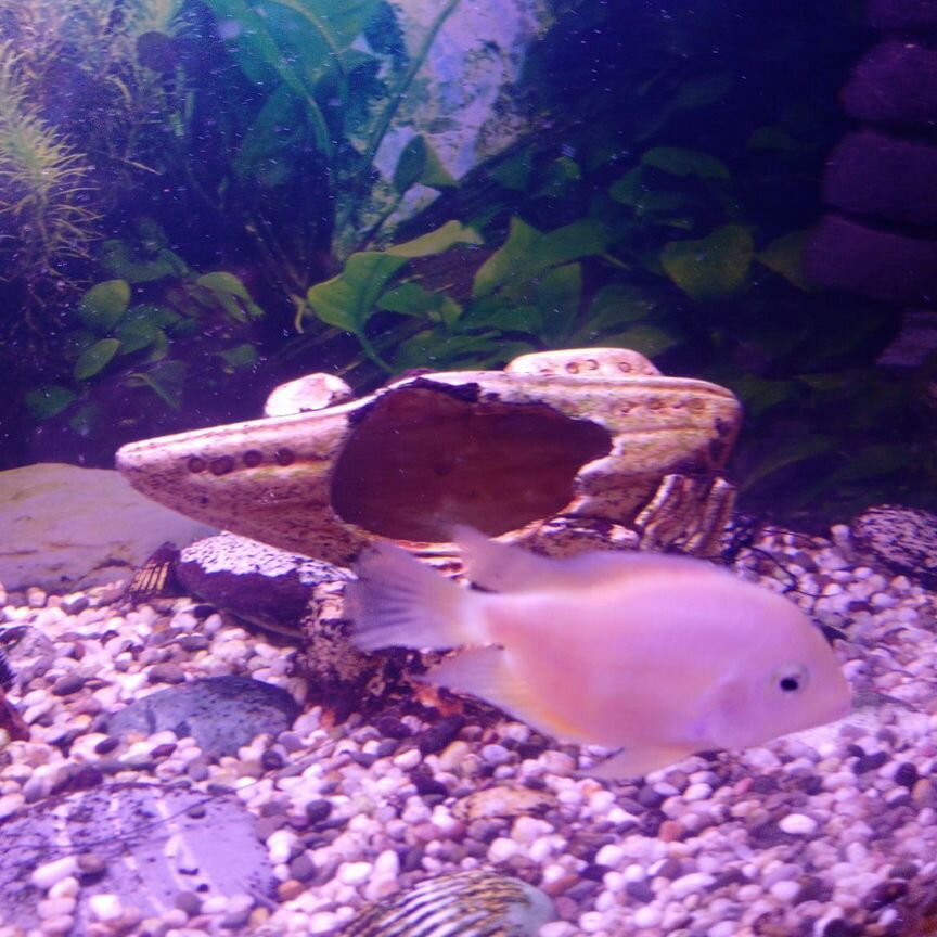 Аквариумные рыбки