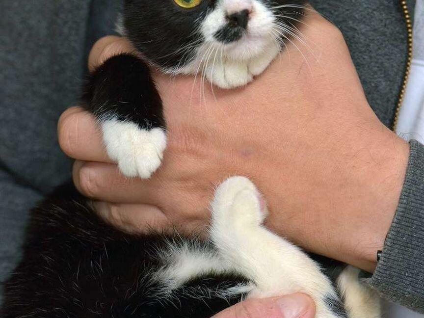 Кошка Лале 7 мес