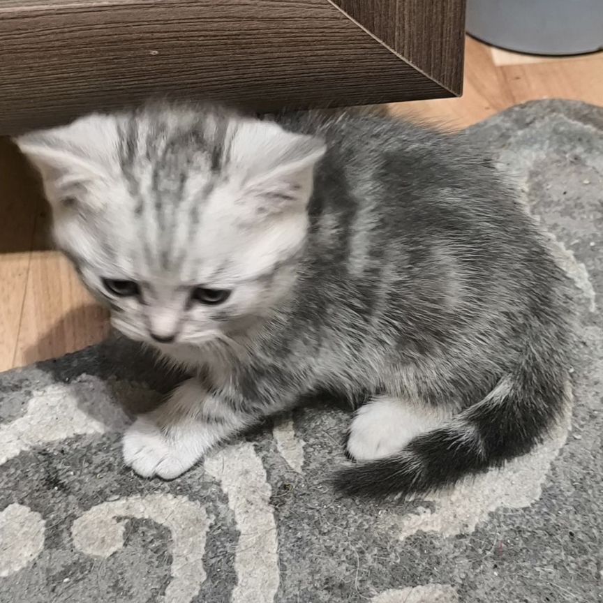 Шотландский вислоухий короткошёрстный котёнок