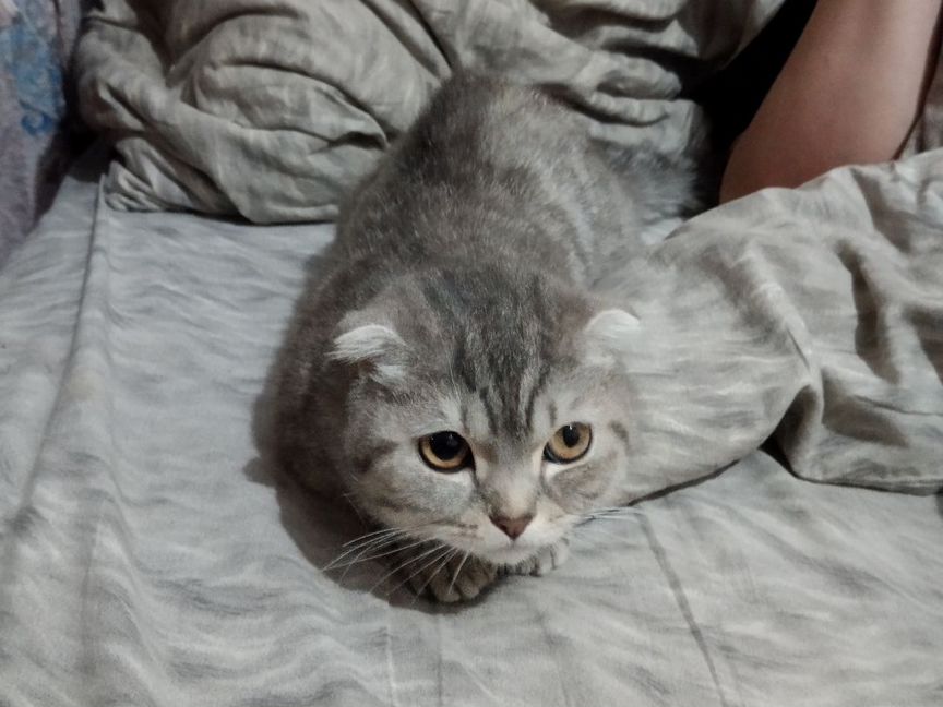 Британский кот