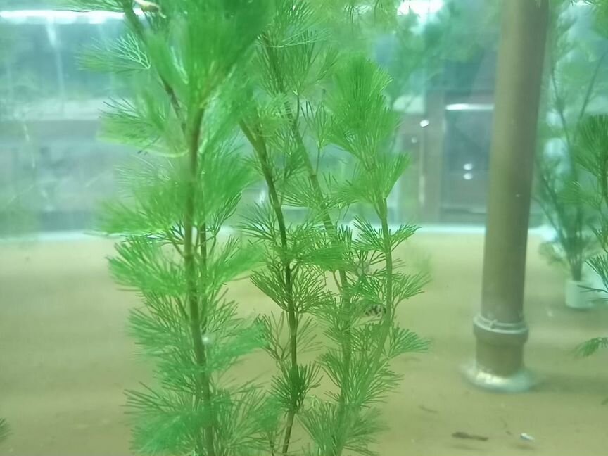 Кабомба водная, рыбки и растения в ассортименте