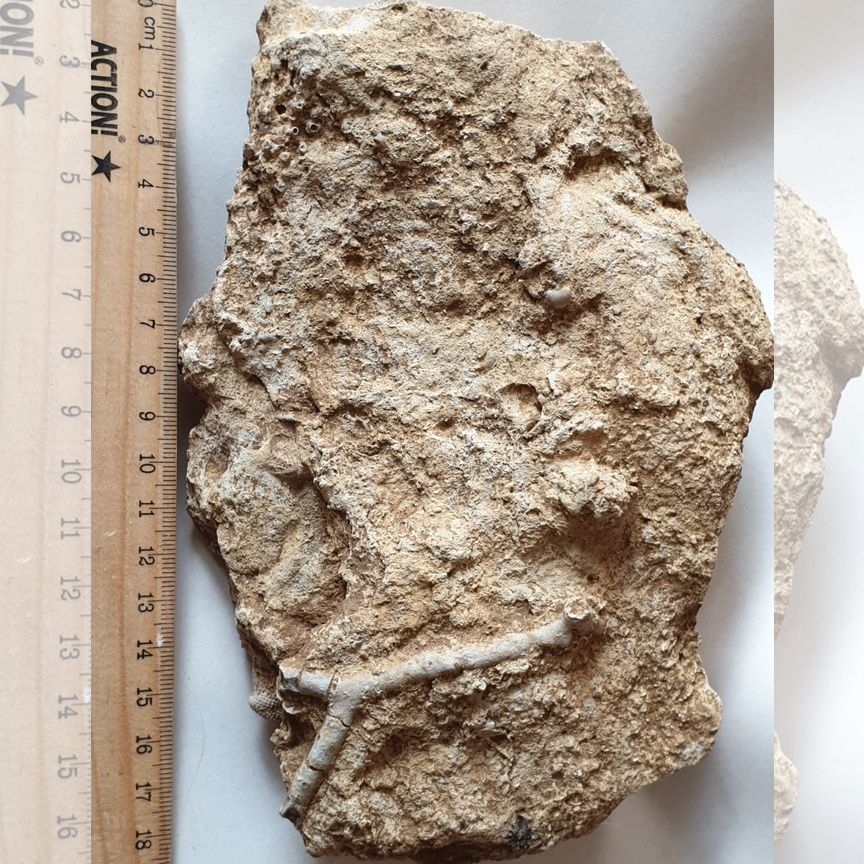 Часть морского дна, коралл ругоза, брахиоподы