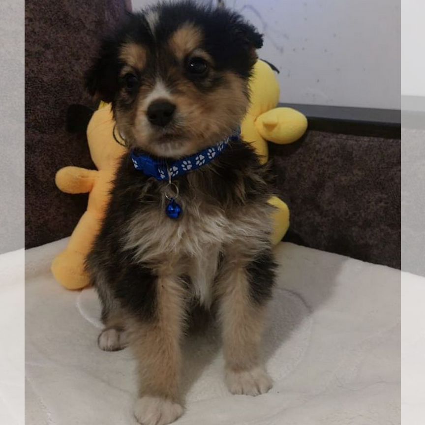 Щенок в добрые руки