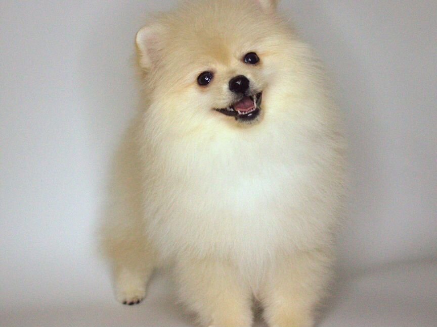 Щенки шпица