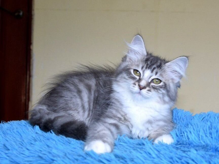 Сибирская, чистокровная кошечка