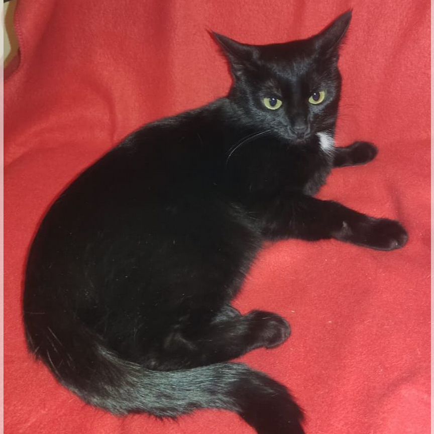 Багира черная