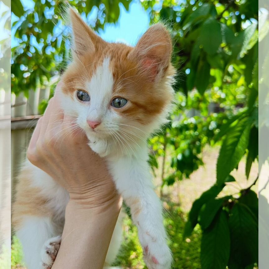 Котёнок в добрые руки