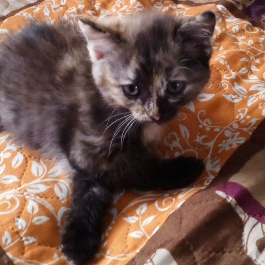 Котята