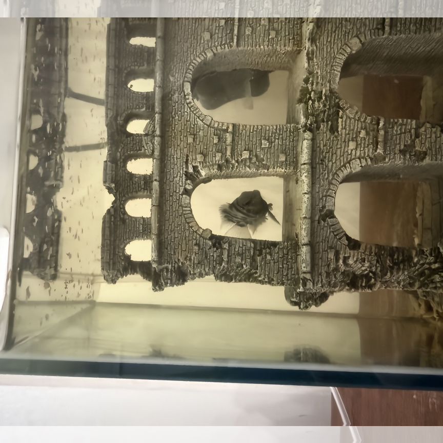 Рыба сапфировый попугай