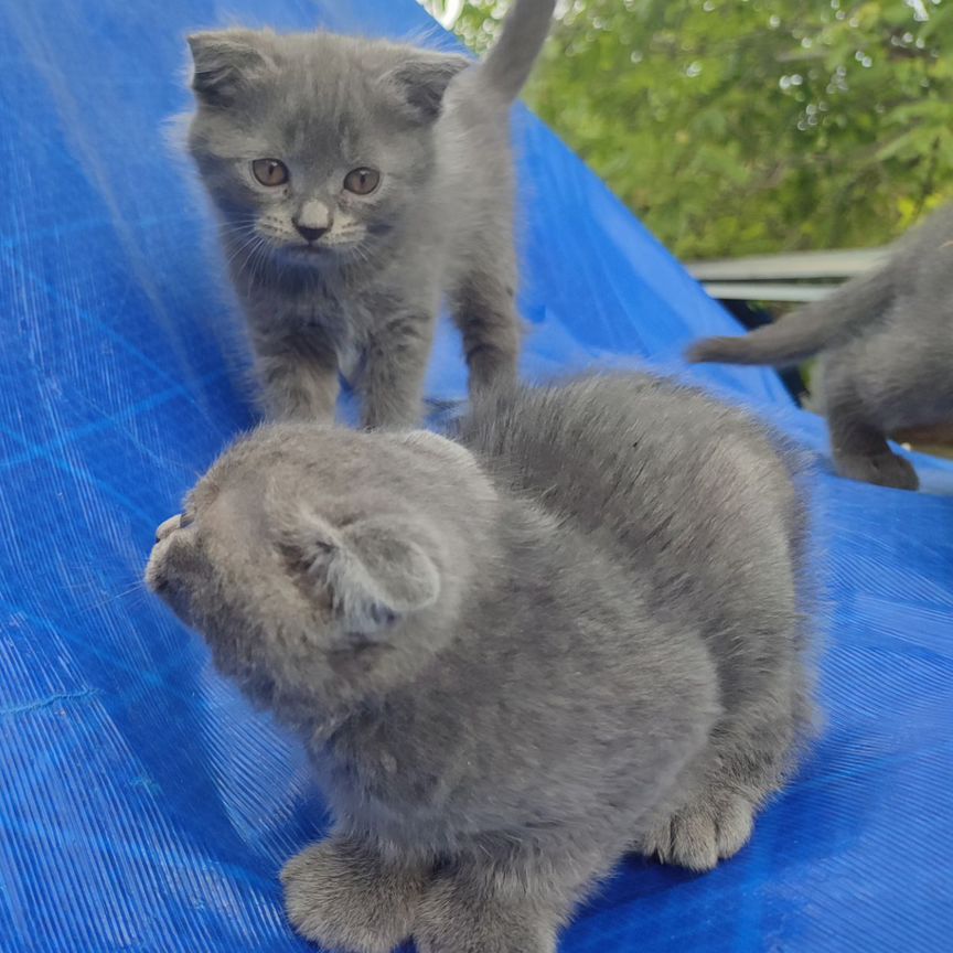 Шотландская вислоухая кошка