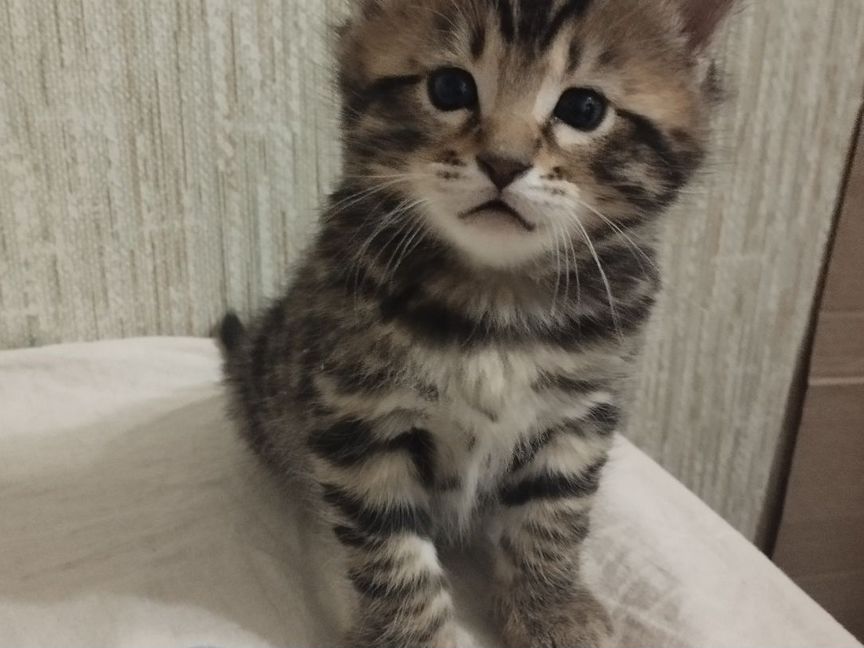 Котята