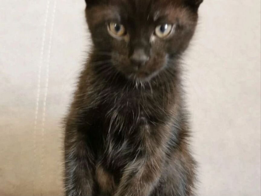 Чернышок в дар