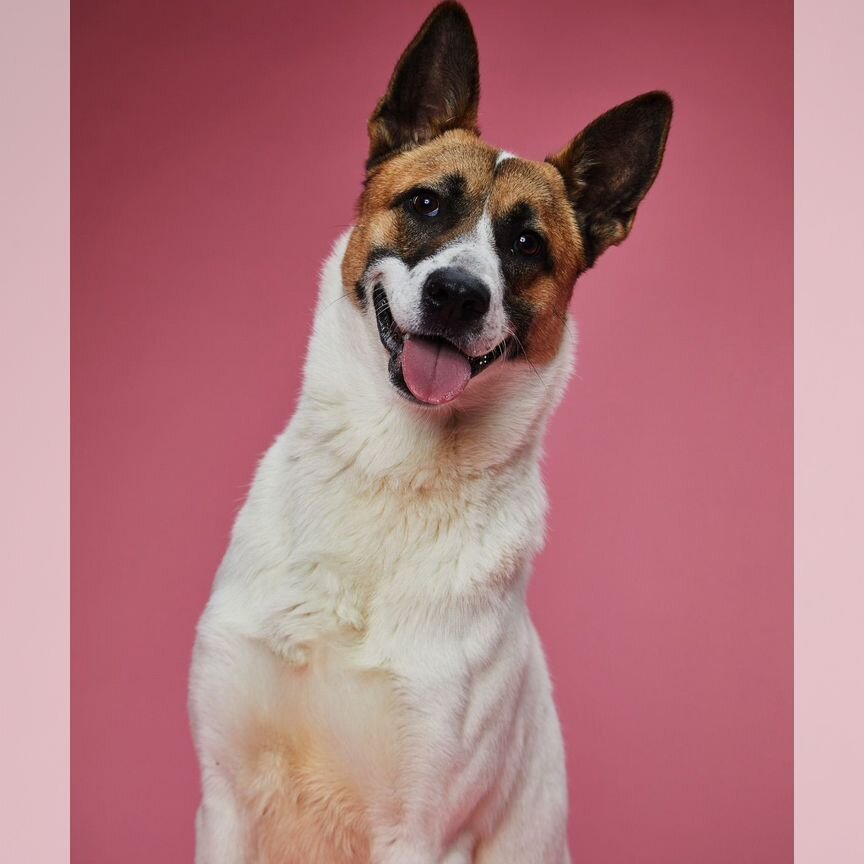 Взрослый пёс в добрые руки