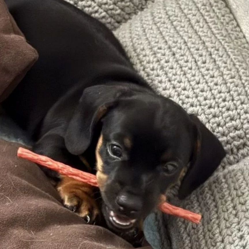 Такса, щенок