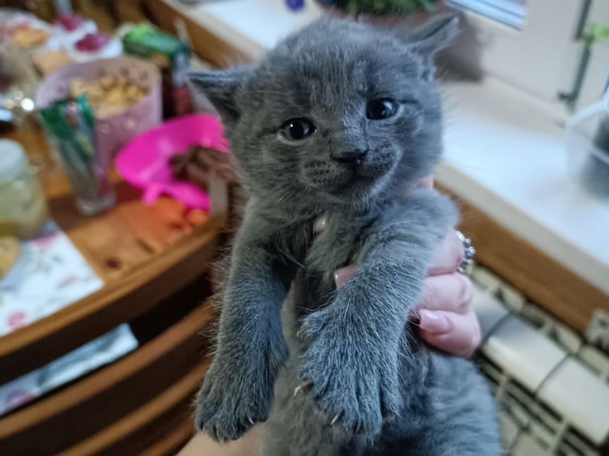 Британские котята смесь египетской