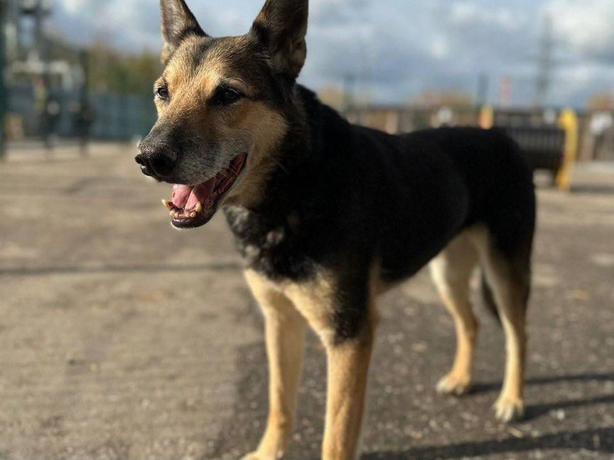 Монти уже очень давно в приюте