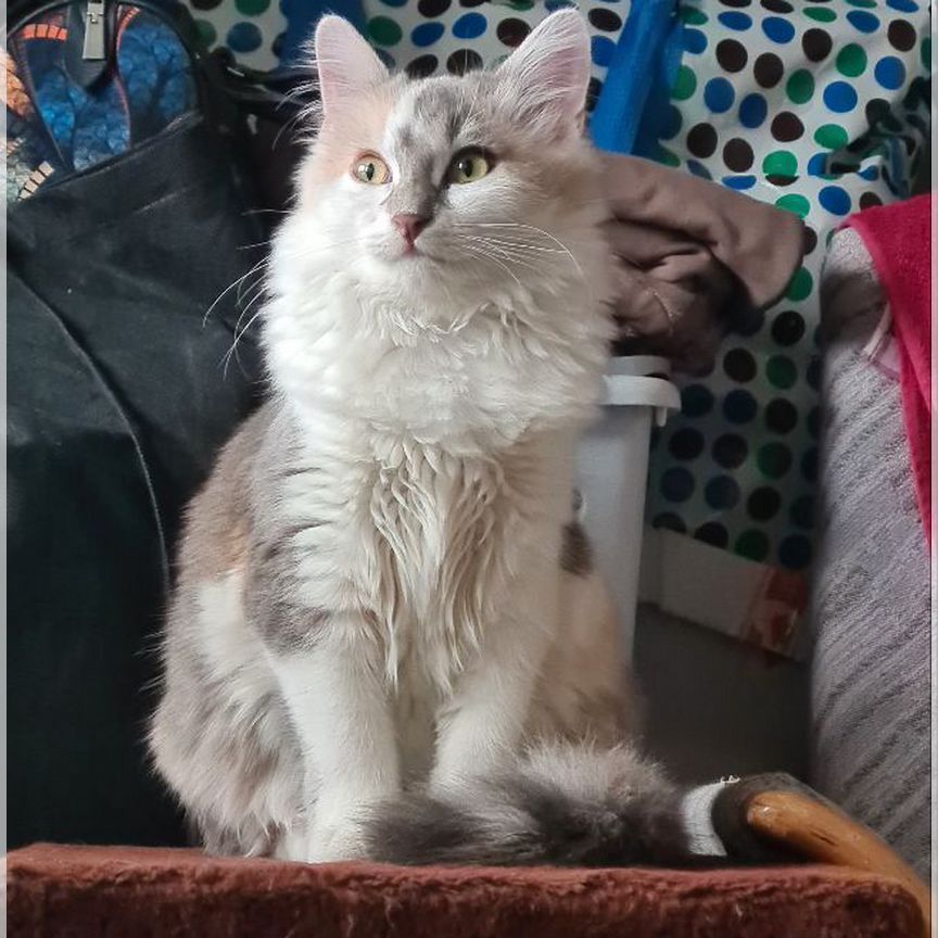 Взрослая кошка от частного владельца