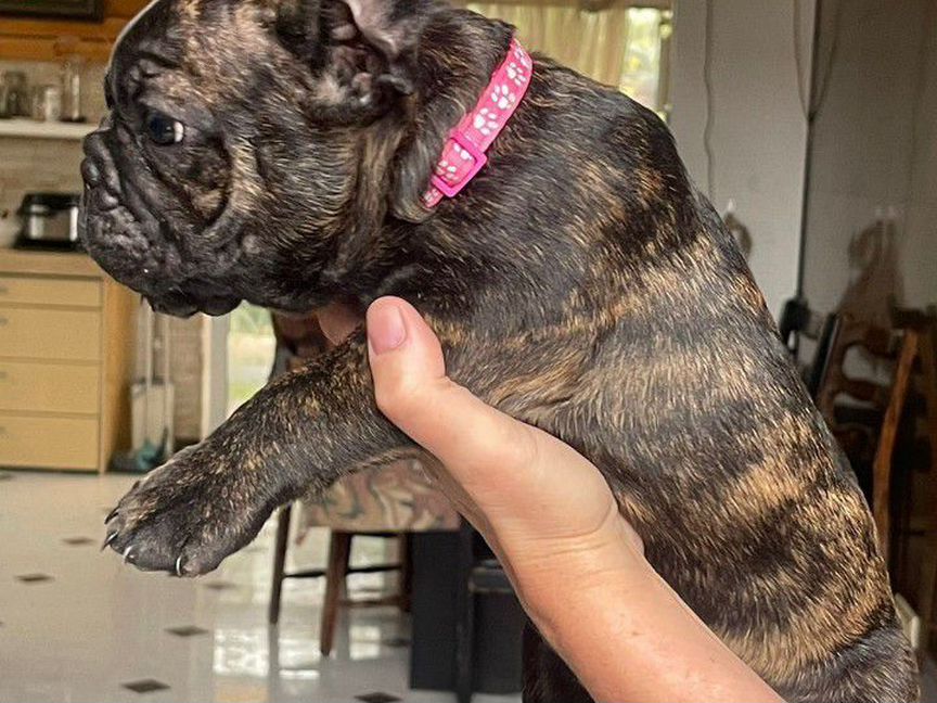 Французский лучик