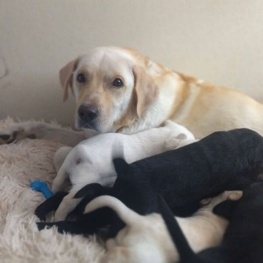 Продам щенка лабрадора