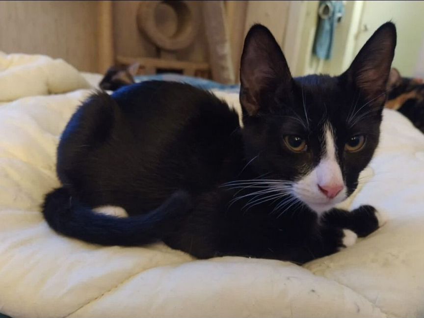 Кот Бандерос в добрые руки