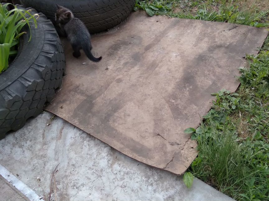 Домашние животные кошки